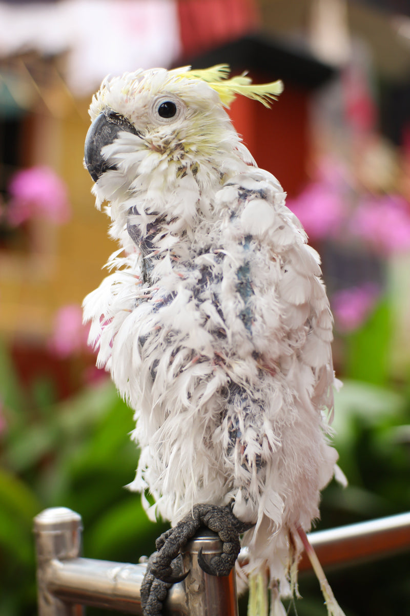 Pssitacine Beak and Feather Disease – Tassie Bird and Poultry Supplies