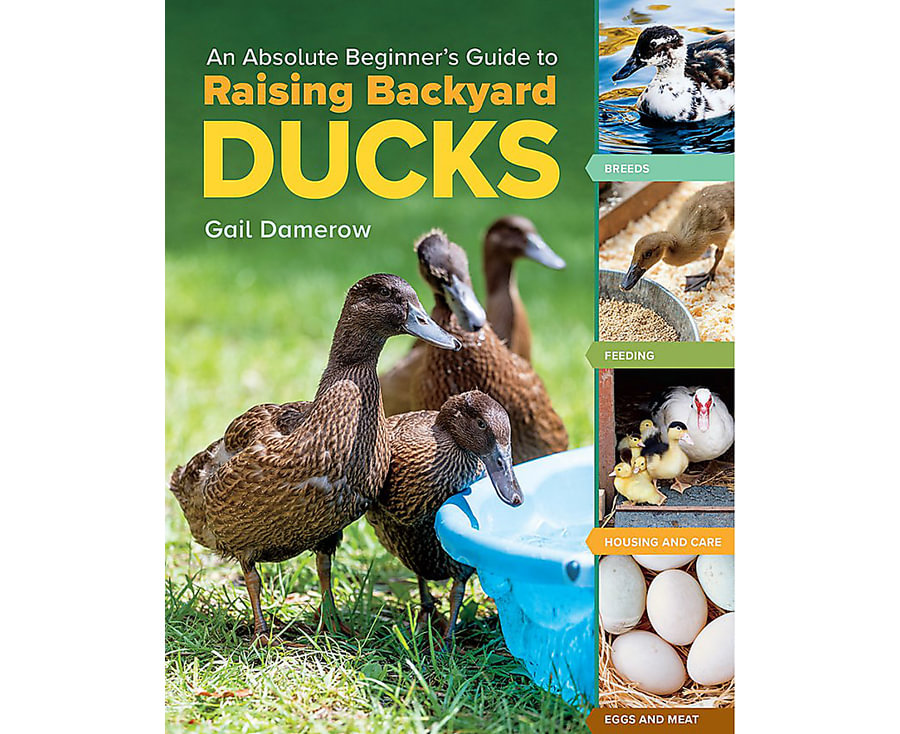 An Absolute Beginner's Guide to Raising Backyard Ducks Breeds, Feeding ...