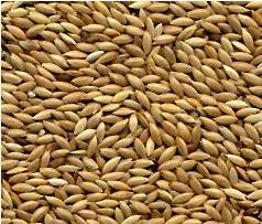 Plain Canary Seed 2kg – Tassie Bird and Poultry Supplies