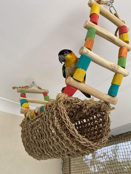 Giant Ladder by Nino's Java – Tassie Bird and Poultry Supplies